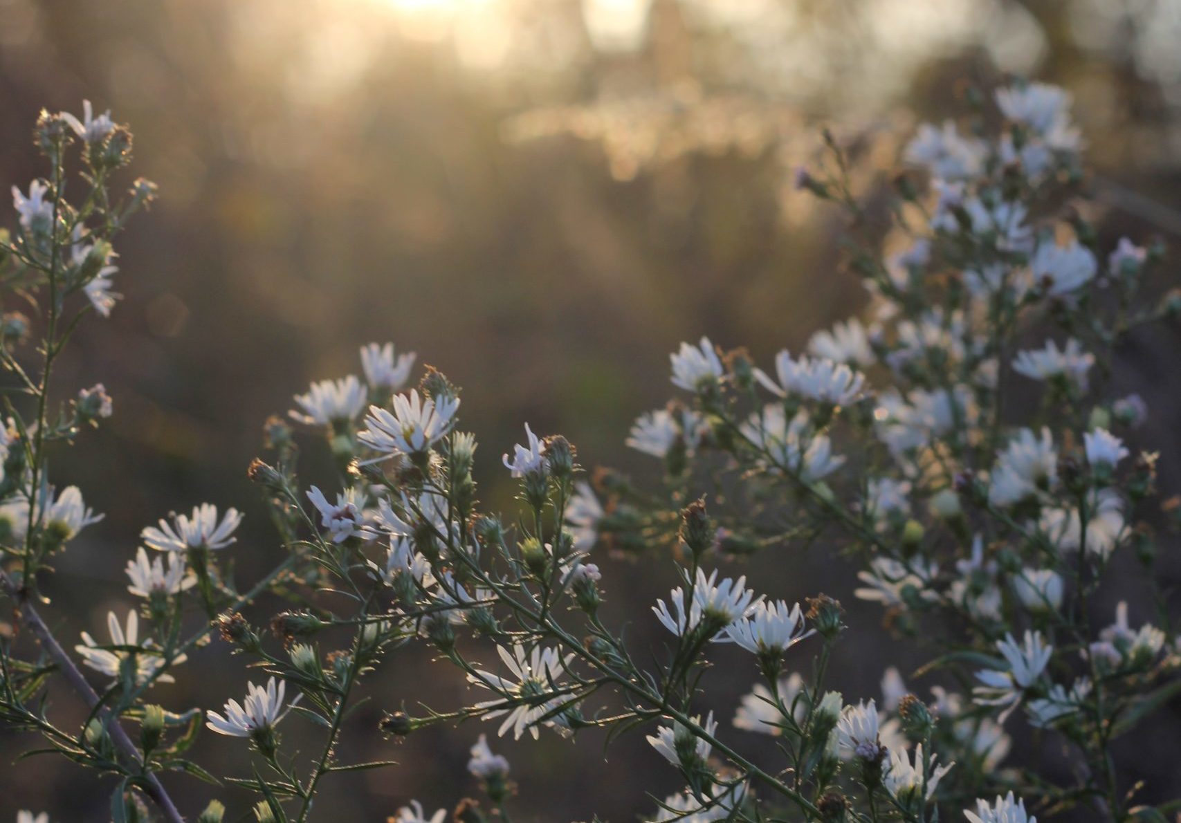 Nature-Based Play Therapy as a Path to Healing for Childhood Trauma ... Nature-Based Play Therapy as a Path to Healing for Childhood Trauma ...